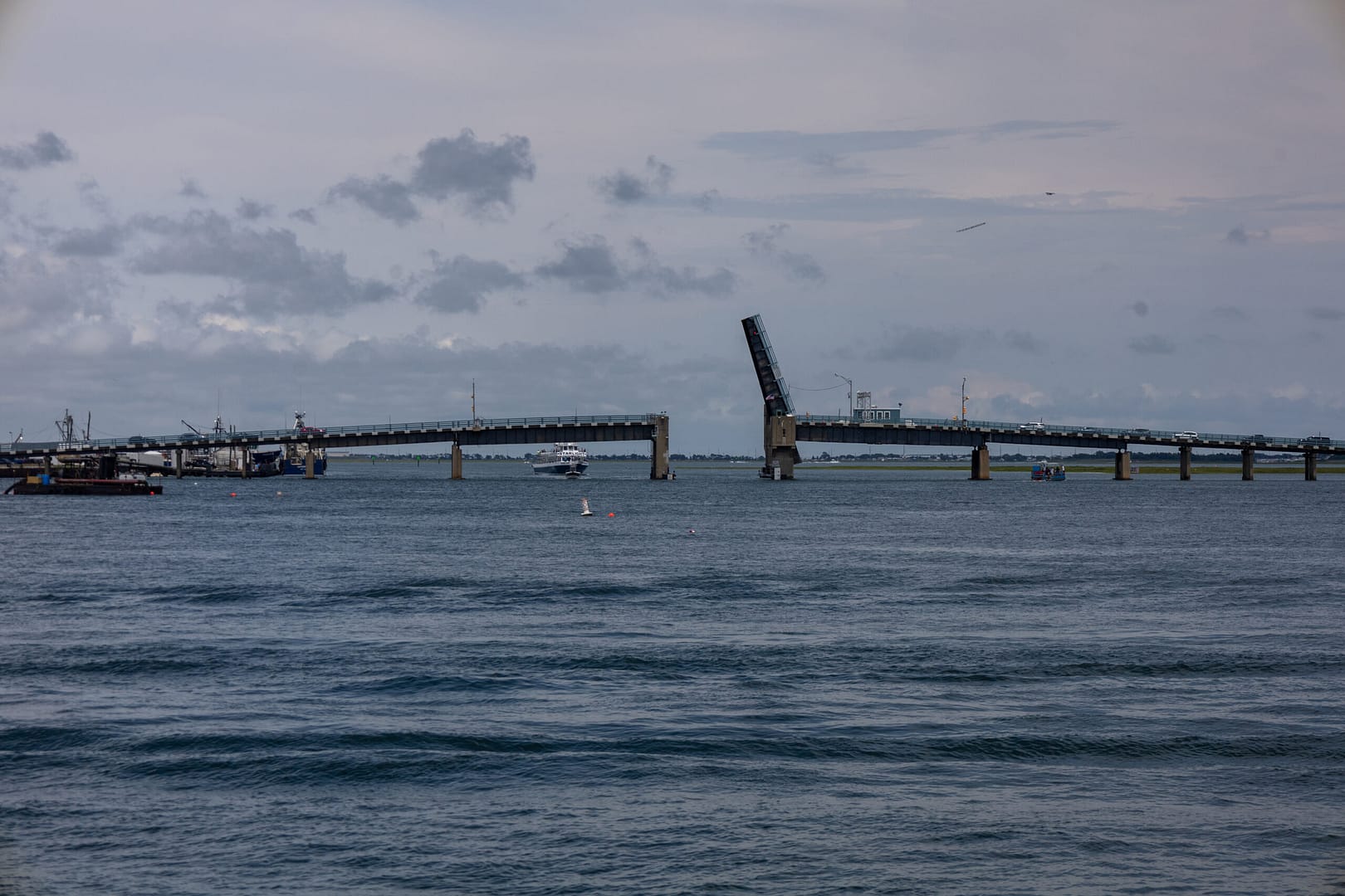 Cape May Whale Watching - Matt Bayer Design