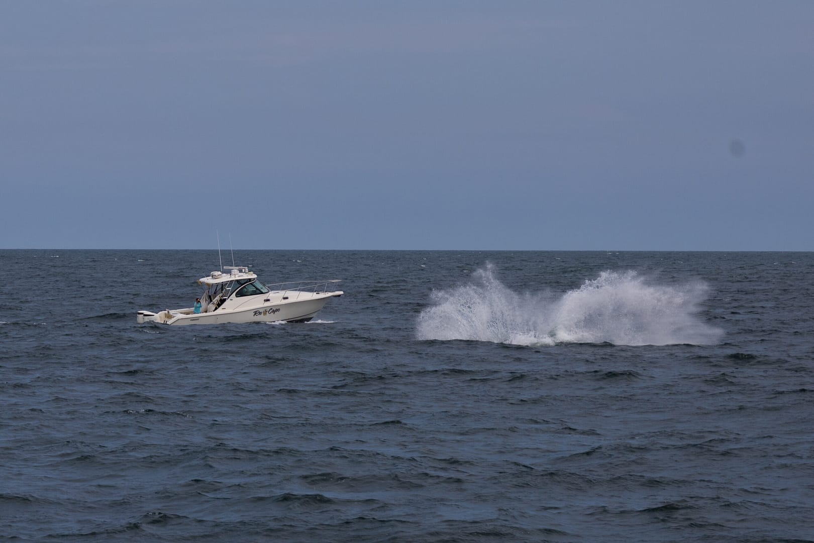 Cape May Whale Watching - Matt Bayer Design