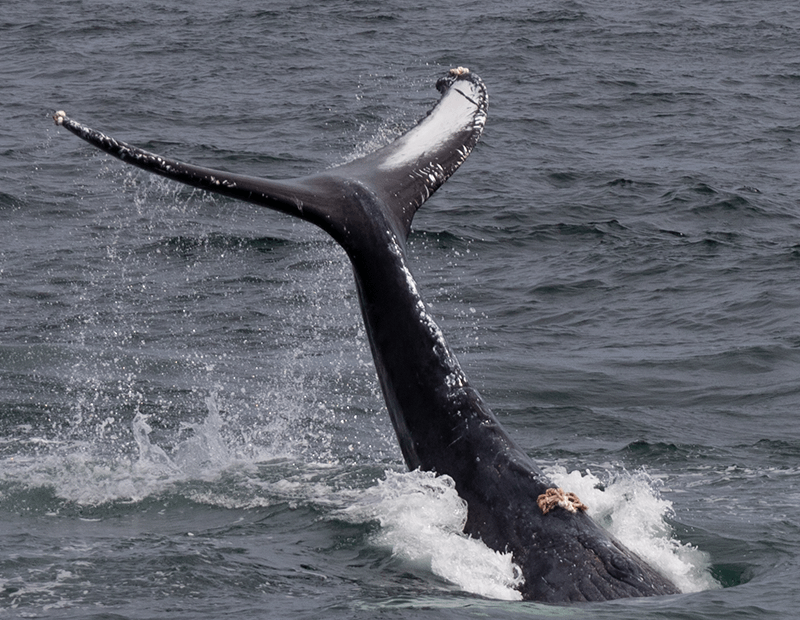 Cape May Whale Watching - Matt Bayer Design